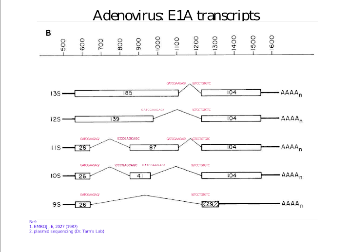 老外筆記: Adenovirus type 5, E1A: splicing patterns